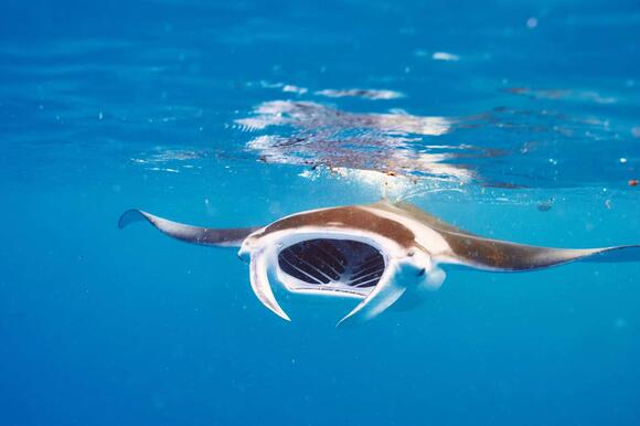 Why the Maldives Is the Best Place to Swim with Manta Rays - NewsBreak