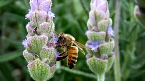 How Bees Were Once Believed to Be Messengers to the Gods - NewsBreak
