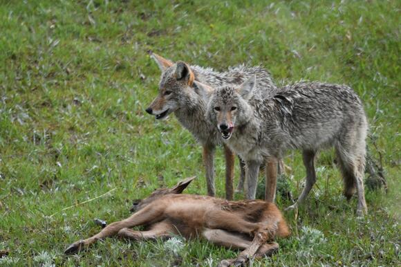 Dingoes vs Feral Cats Australias Predator War and Its Impact on Native ...