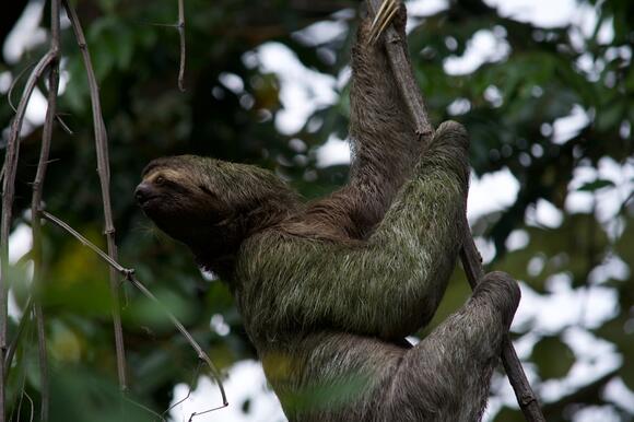 Sloths: So Slow They Sometimes Mistake Their Own Arms for Branches ...