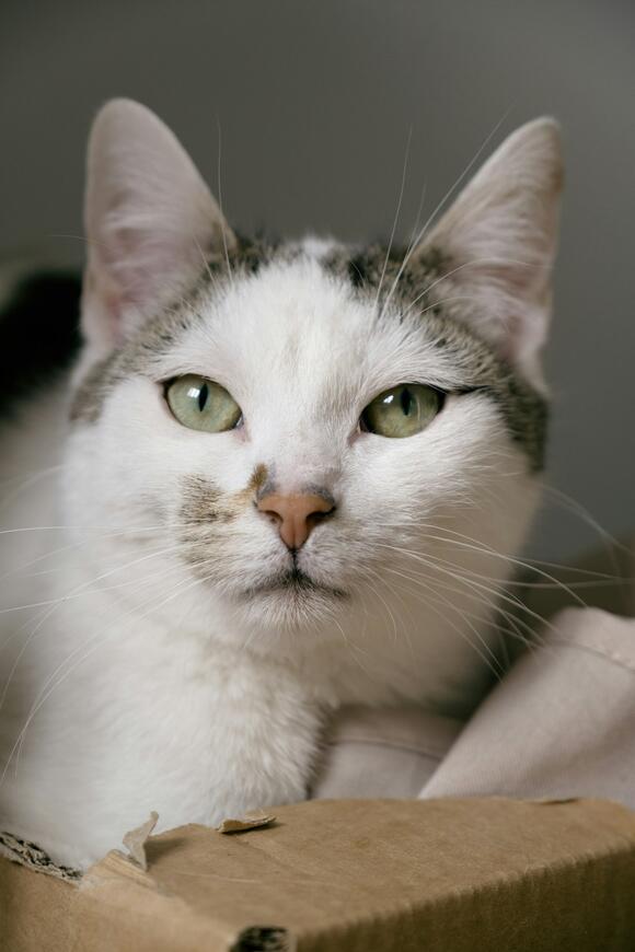 10 Simple Routines That Make Cats Happier Than Treats! - NewsBreak
