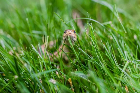 How to Create a Garden That Benefits Reptiles - NewsBreak