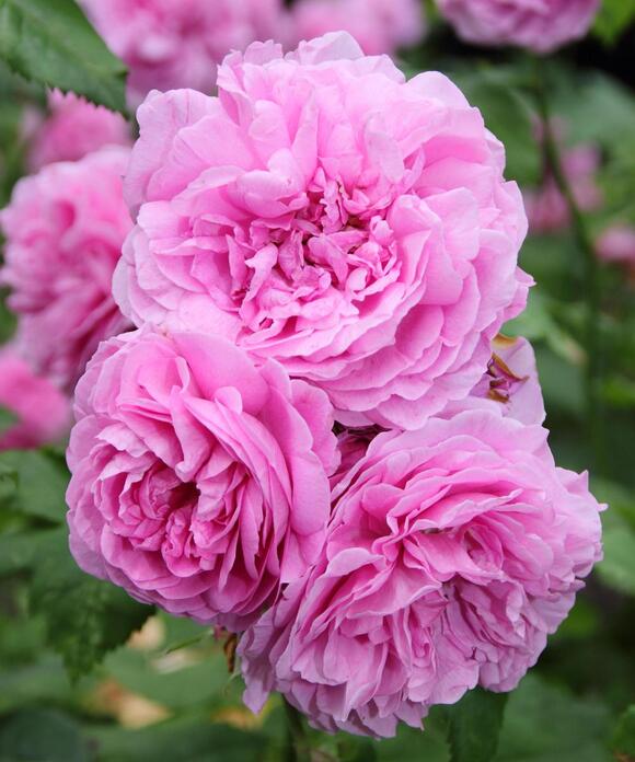 How To Grow A Rose Plant Faster: Top Tips For Quick-Growing Blooms