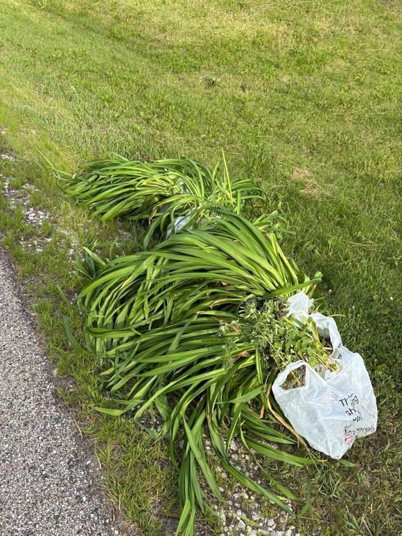 🎁 Free Garden Plants and Herbs Around Grayslake - NewsBreak