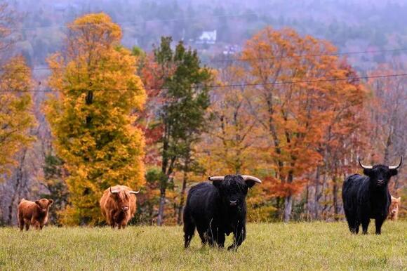 Beef manufacturing could soon grow in West Virginia - NewsBreak