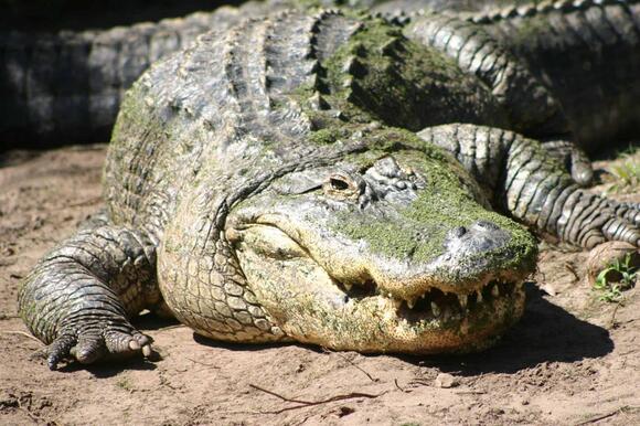 13 Surprising Facts About American Alligators - NewsBreak