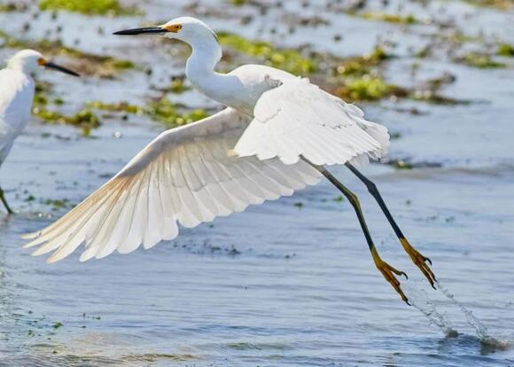 The Heaviest Bird That Can Still Fly – A True Aerial Giant - NewsBreak