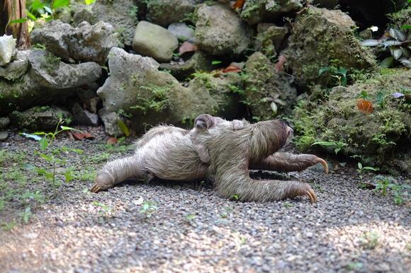 Sloths Don’t Sleep That Much — They’re Just Slow All the Time - NewsBreak