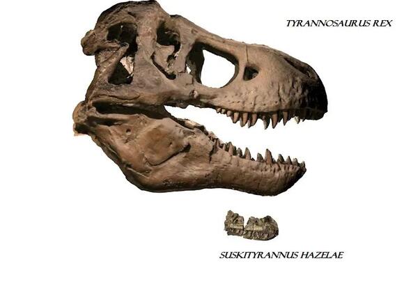 Advanced Imaging Reveals: Dinosaur Brains Were More Complex Than We ...