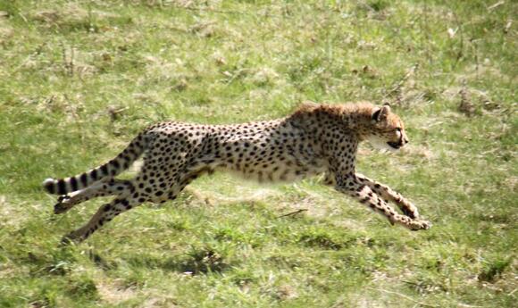 13 Fascinating Facts About Cheetahs That Will Leave You in Awe - NewsBreak