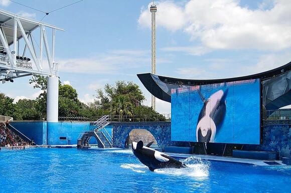 The Story of Tilikum: The Orca Who Changed the Conversation on Animal ...