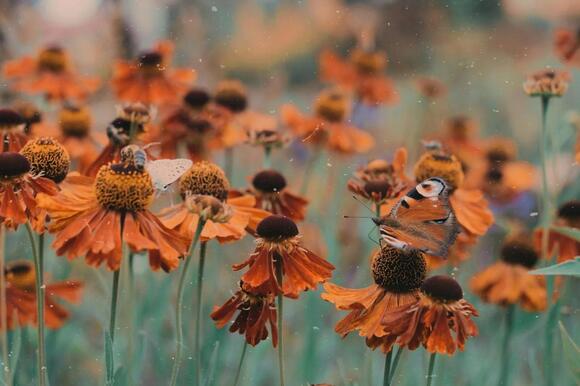 How Insects Have Evolved to Become the Most Successful Creatures on ...