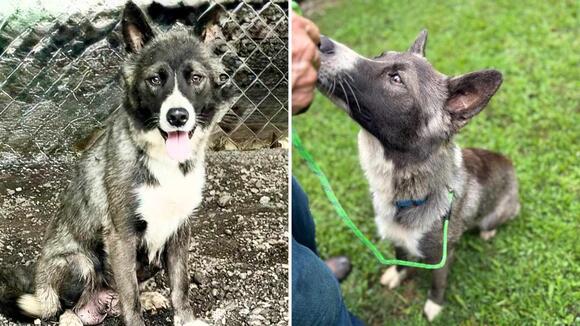 2-Year-Old Pup Ready For Her Turn to Be Spoiled After Life as Stray ...