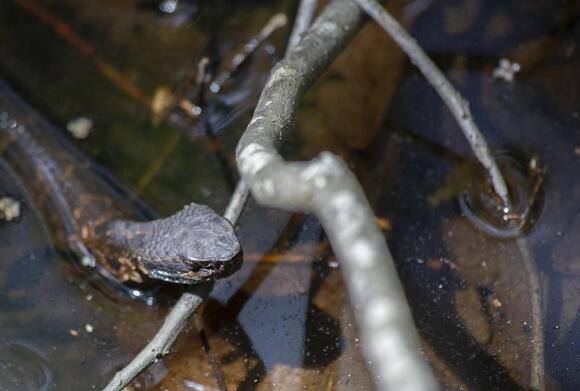 What Makes the Water Moccasin So Misunderstood - NewsBreak