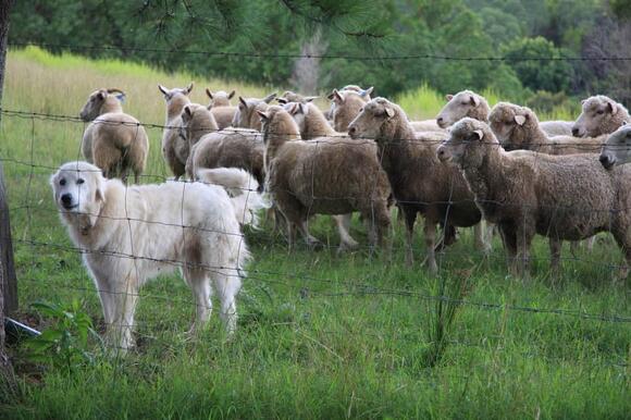 Sacred or Slaughtered: The Double Standard Around Sheep - NewsBreak