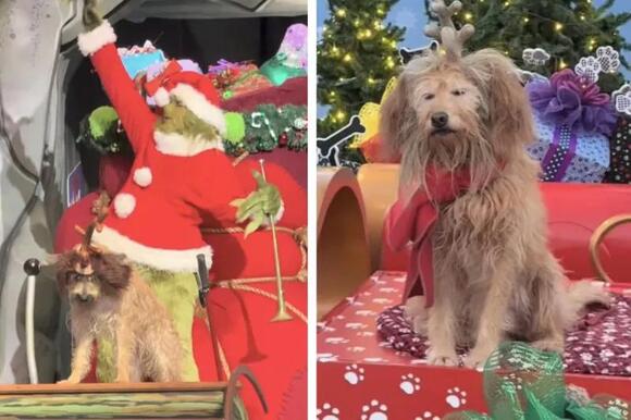 Max the dog steals the spotlight during his Universal Studios Christmas ...