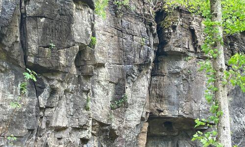 Exploring Nature’s Bounty: A Guided Wildflower Walk at Weaver Cave ...