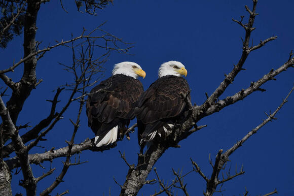 The Role of Bald Eagles in Native American Culture - NewsBreak