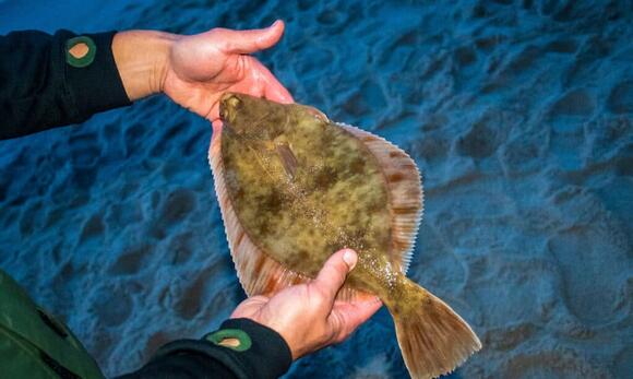 7 Types of Flat Fish Ranked by Size - NewsBreak