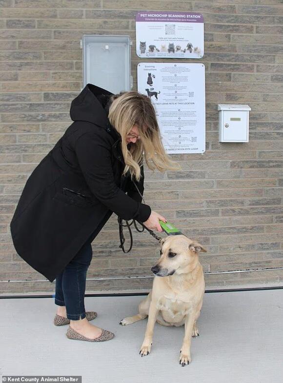Woman distraught over missing dog gets surprise call a year later from ...