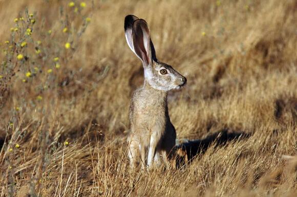 The Real Wildlife Behind the Great American Road Trip - NewsBreak