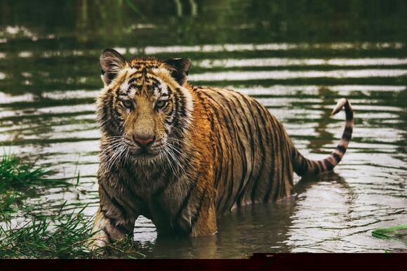 Tiger Farming in Asia: Conservation Catastrophe or Pragmatic Protection ...