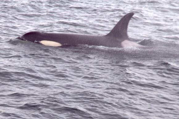 Killer Whales Have Culture, Accents, and Ruthless Hunting Tactics ...