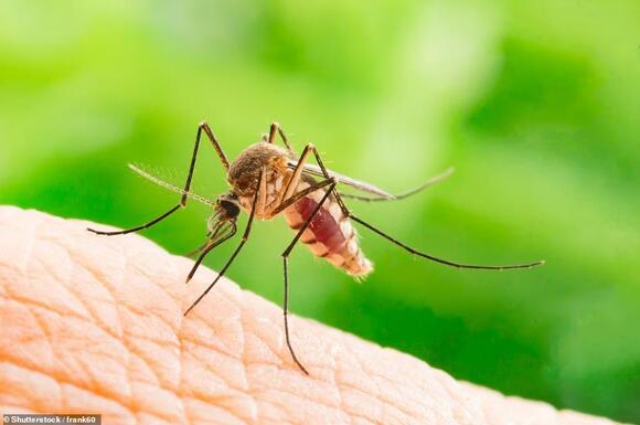 Fox News host off air after being diagnosed with malaria - NewsBreak