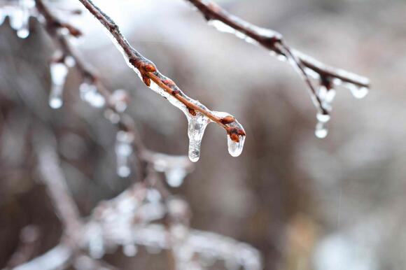 How to Protect Your Garden From Ice and Frost—5 Easy Methods - NewsBreak