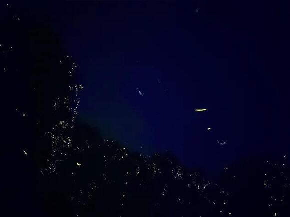 Firefly season is here: When to watch for summer’s flashing lights ...