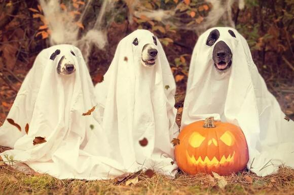 Texas Pet Lovers Saddle Up for the Wild West Fur Ball - NewsBreak