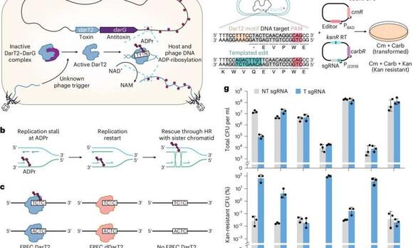Inspired by bacteria's defense strategies, scientists develop chemical DNA tagging for genome ...