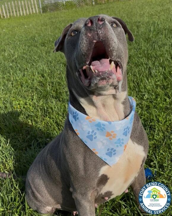 Adopt Chubbs from Fort Bend County Animal Services - NewsBreak