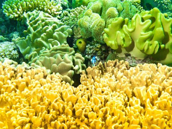 Why the Great Barrier Reef Is the Best Place to Spot Sea Turtles ...