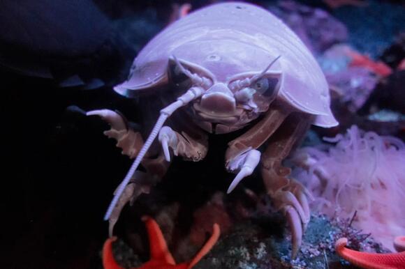 The Most Terrifying Abyssal Creatures Lurking in the Deep - NewsBreak