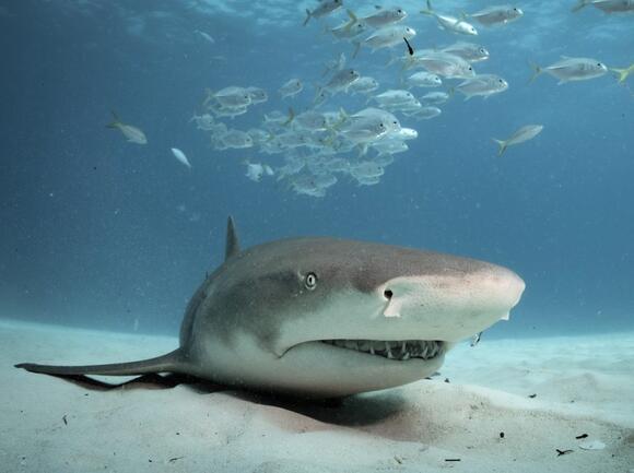 How a mass extinction made modern jaws possible - NewsBreak