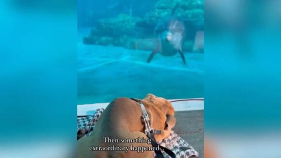 Rescued Dolphins Show Heartwarming & Remarkable Concern For Special ...