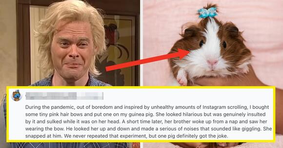"I Laughed SO HARD I Couldn’t Even Be Mad": 23 Pet Stories That Prove ...