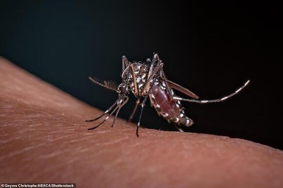 Fox News host off air after being diagnosed with malaria - NewsBreak