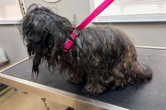 Why NJ Dog Barbers Is A Haven For Neglected Animals - NewsBreak