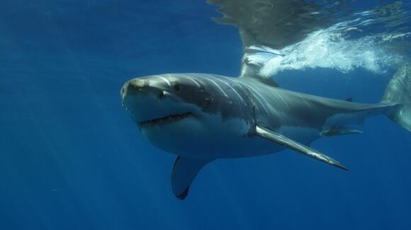 Vanishing Giants: Mediterranean Great White Sharks on the Brink of ...