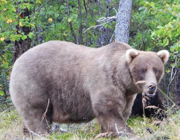 Mama bear defeats rival that killed her cub to win Fat Bear Week 2024 ...