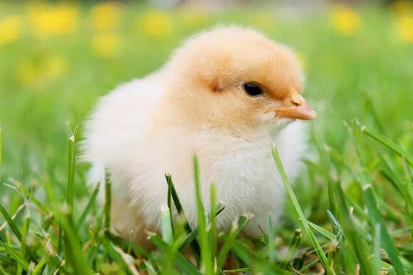 Psychology Says Humans Are Drawn to Baby Animals Because of an Ancient ...