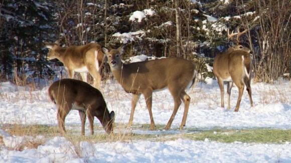 How Mississippi’s State Animal Rebounded From Scarcity to Recovery ...
