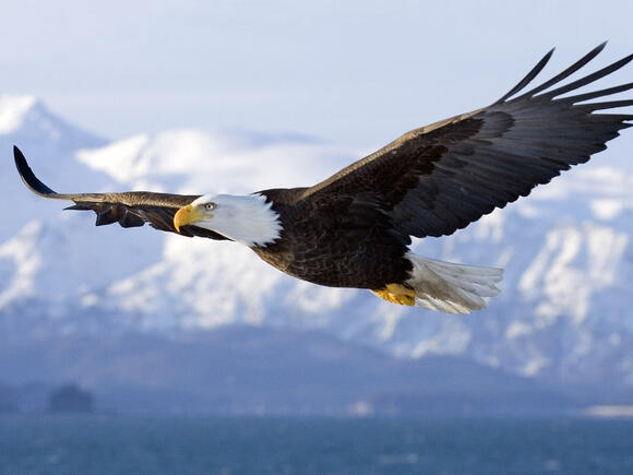 Eagles Are Returning to the Midwest in Record Numbers - NewsBreak