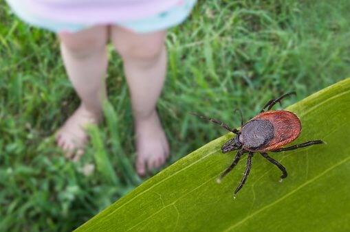 Health Risks From Ticks In Illinois And How To Keep Yards Tick-free ...