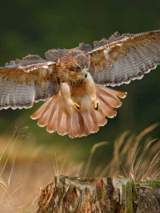 Watch: Red-tailed Hawk chased away by Bald Eagle - NewsBreak