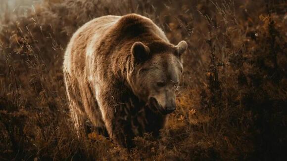 LA Suburb Explodes in Outrage After Wildlife Officials Euthanize ...