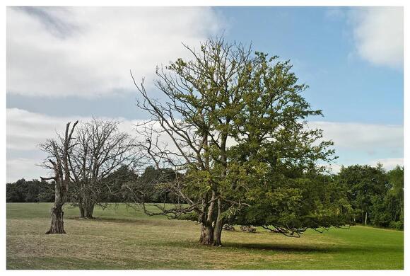 Why Some Trees Can “Scream” When They’re Stressed — and How Scientists ...