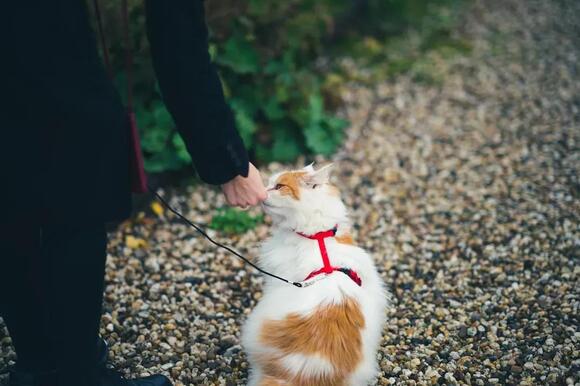 Don’t Fall for These 5 Common Cat Training Myths - NewsBreak